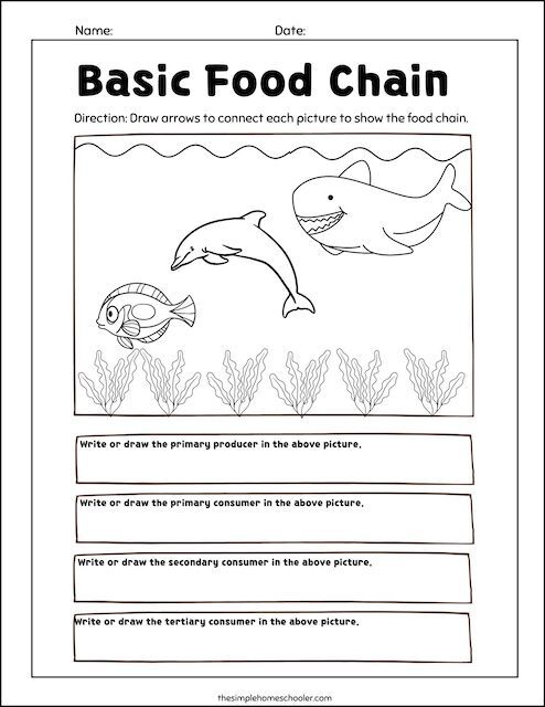 Food Chain Printables First Grade Food Chain Outline Worksheet With
