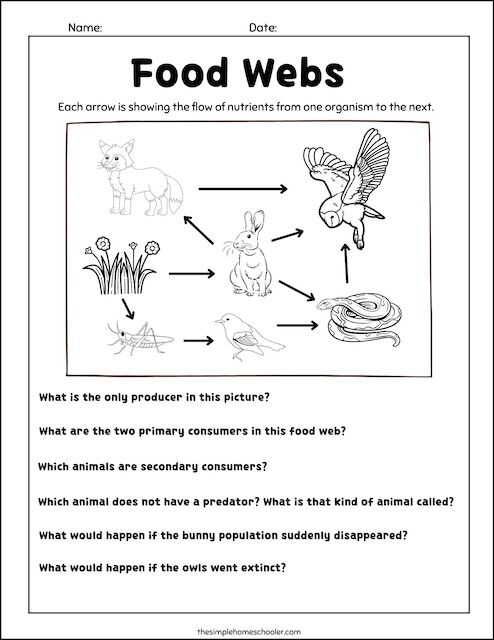 Food Chain Food Web Worksheet