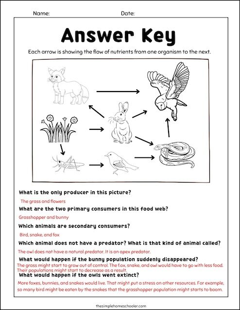 Difference Between Food Chain And Food Web Worksheet
