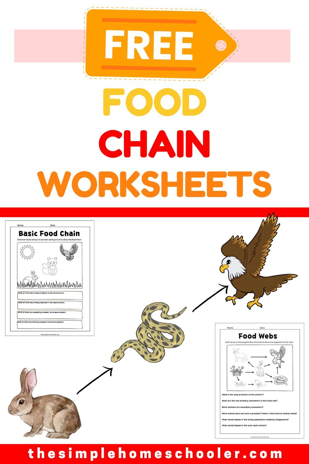 Printable Food Web Worksheets Free