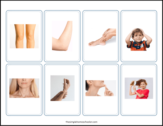 Body Parts HUMAN Flashcards I Printable Preschool Health Flashcardss ...