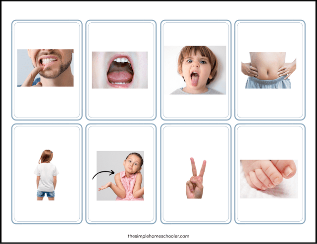 Body Parts Flash Cards For Toddlers